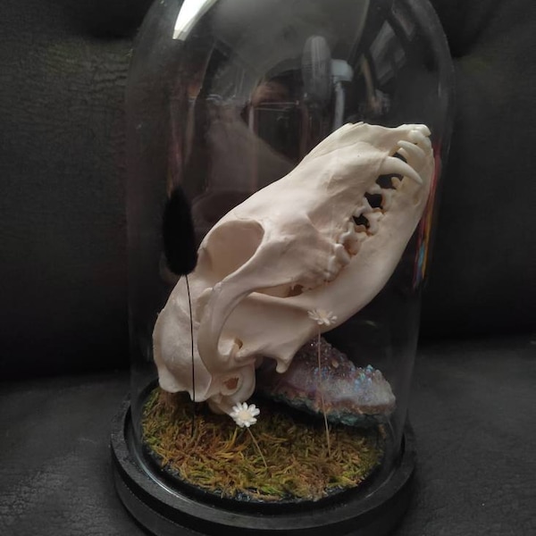 Real Arctic Fox Skull (vulpes Lagopus), Professionally Cleaned ...