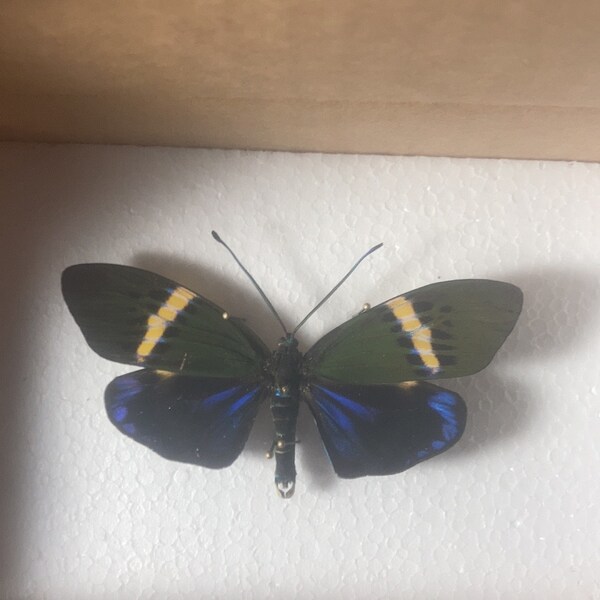 Eterusia Repleta ONE Real Butterfly Blue Yellow Day Flying Moth - Etsy