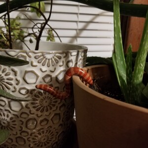 Earthworm Pot Pal Plant Pot Accessory - Etsy