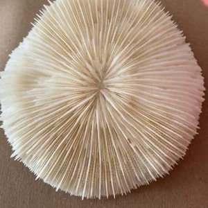 Rare 12-15 Cm Natural Large Conch Shells Natural Water Conch | Etsy