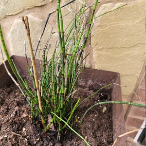Horsetail Reed, Equisetum Hyemale, Horsetail Reed Grass, Horsetail Reed ...