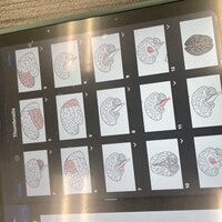 16 Respiratory System Digital Stickers Outline, Medsurg Sticker, Human ...