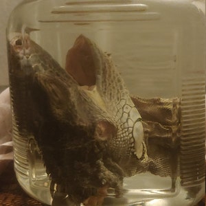 Oddconserva sticker wet specimen odd rare preserved oddities | Etsy