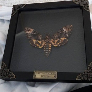 Real Framed Butterfly Sunset Moth Urania Ripheus Dried Insect Frame ...