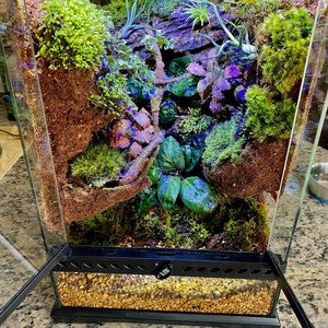 Tillandsia Bulbosa Alien Air Plant - Etsy