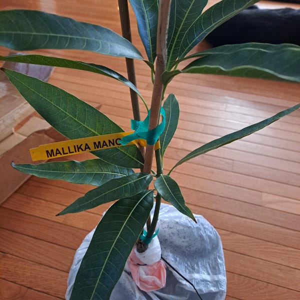 Malika Dwarf Cold Hardy MANGO TREE GRAFTED (2-4 Feet Tall) - Etsy