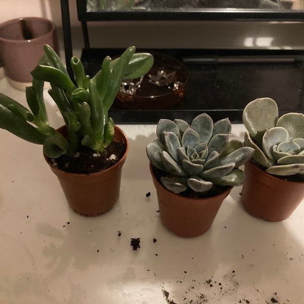 Small Succulent Plants • Random Succulents • 5cm Pots • Open Terrarium ...