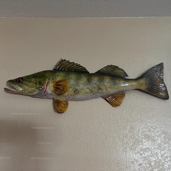 Snook - Fish Mount - Fiberglass Taxidermy Replica - Half Mount - Etsy