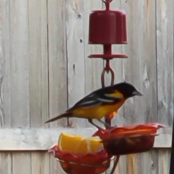 Window Oriole Feeder - Etsy