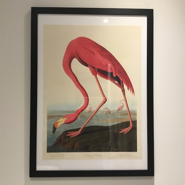 Pink Flamingo Vintage Art Print, Birds of America Decor, Antique Bird ...