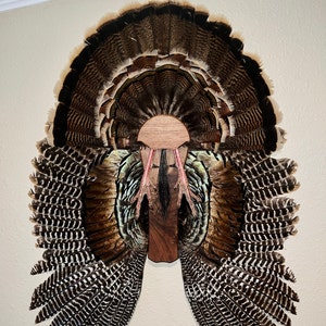 Turkey Tail/wing Mount. - Etsy