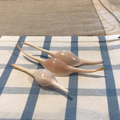 Volva Volva Elongated Egg Cowry Cowrie Shell Approx. 96mm./ - Etsy