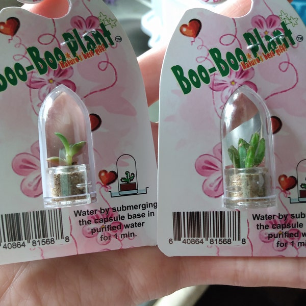 Baby Baobab Cactus - Miniature Live Terrarium Plant, Boo-boo Plant - Etsy
