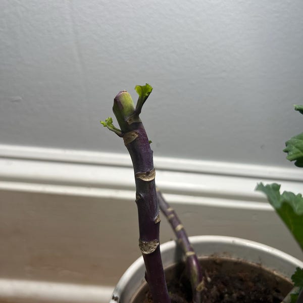 Green Tree Collard (aka Tree Kale) Perennial Green *30 Seeds* - Etsy