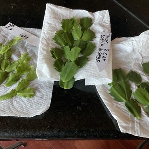 Christmas Cactus 1 Rooted Plant limelight Dancer | Etsy