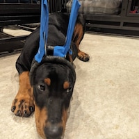 Doberman Ear Posting Brace - Etsy UK