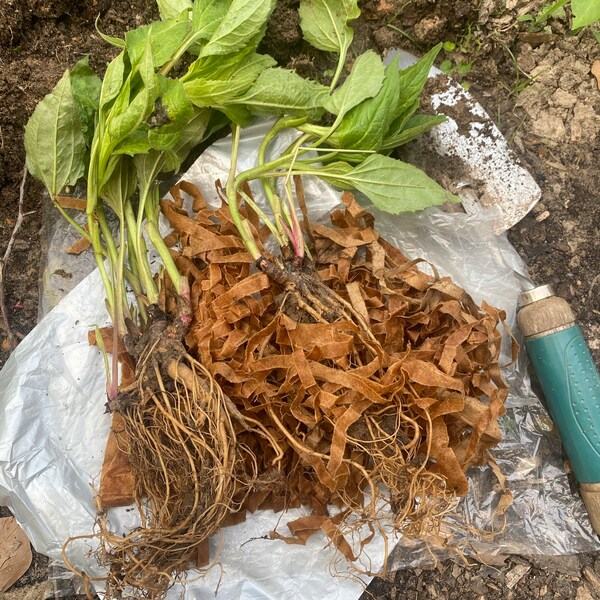 Broadleaf Plantain (plantago Major) Seeds, Organically Grown - Etsy