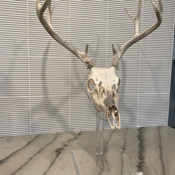 European Euro Mount Whitetail Deer Antler Display Clear Acrylic Stand ...