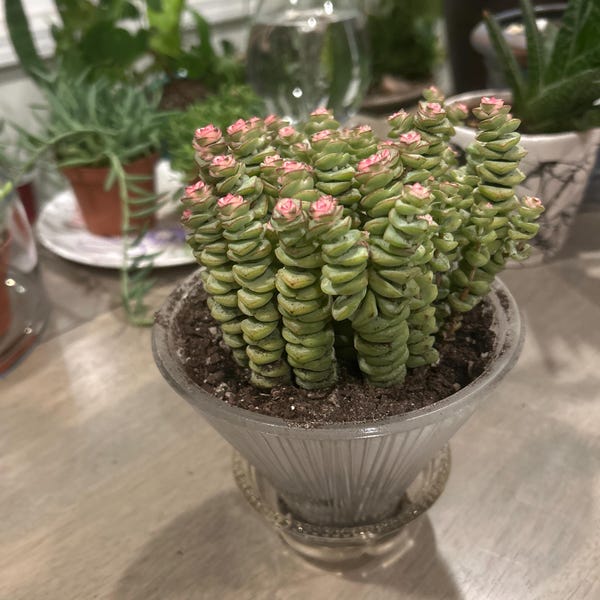 Aloe Ghost - Aloe Striata Hybrid 'ghost Aloe' Beautiful Real Aloe Plant ...