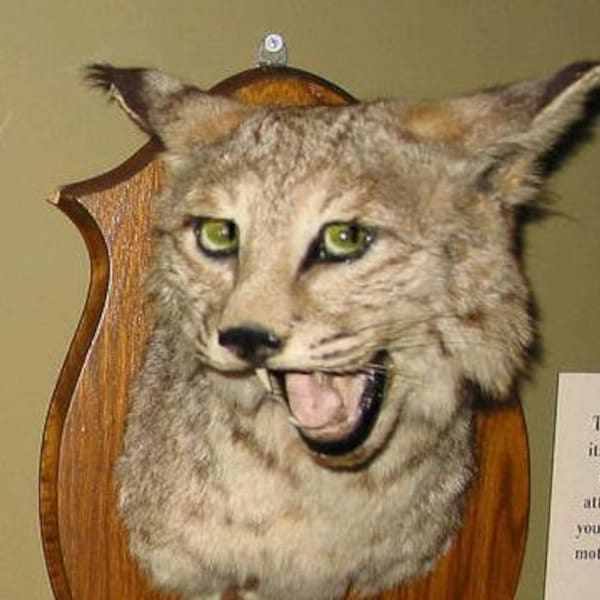 Replacement Conical Spring Set for Microtech Ultratech - Etsy