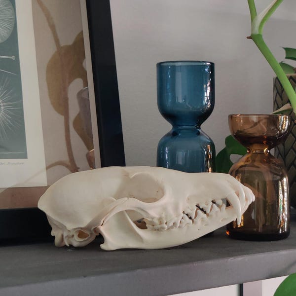 Elegance Red Fox Fang Earrings, Canine Tooth Earring, Tooth Earring ...