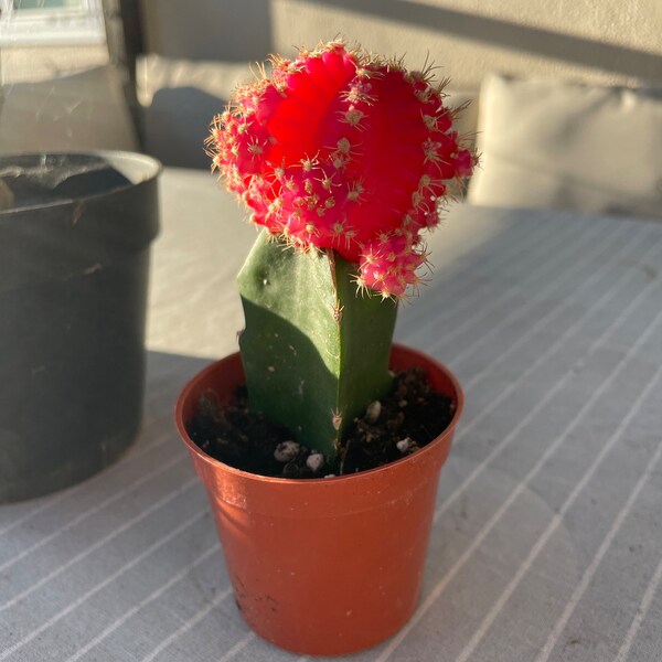 Grafted Pink Cactus Plant - Etsy