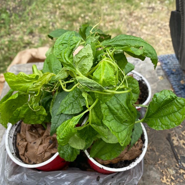 Scent Leaf SEEDS, Clove Basil, African Basil, Nchanwu, Efirin, Ntonng ...