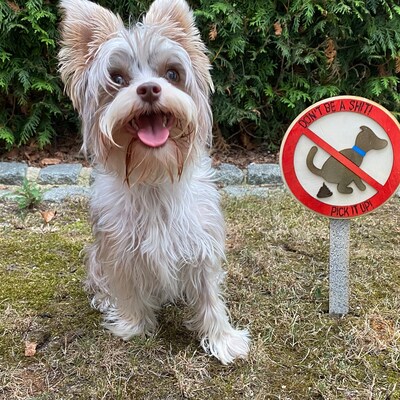 Dog Poop Lawn Signs Pick Up, No Pooping, Layered Signs W Pole, Dogs ...