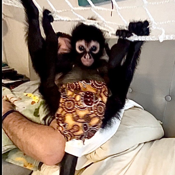 CAPUCHIN DIAPER SET in Dinosaurs - Etsy