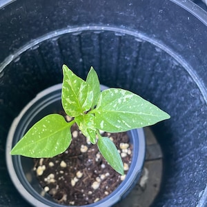 Rare Candy Cane Chocolate Cherry Sweet Bell Pepper Seeds, Variegated ...