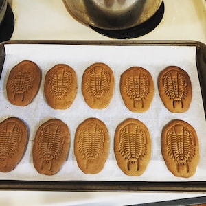 Trilobite Cookie Cutter Bakerlogy Biscuit Cutters Extinct Marine ...