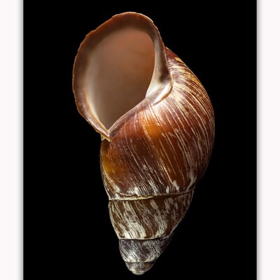Argonaut Shell Paper Nautilus Natural Cleaned Sea Shell Rare - Etsy