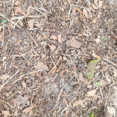 10 Pack of Spun Out Wooks Hippie Spunion EDM Festival Enamel - Etsy