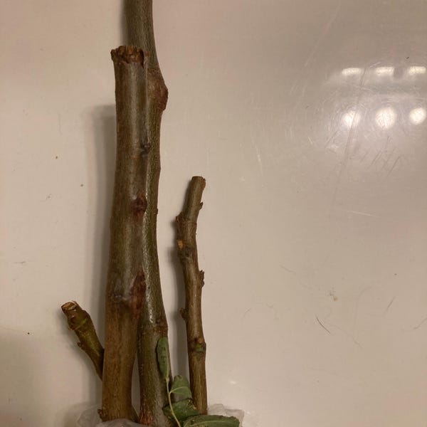 10 MARS GRAPE Cutting / Fruit Tree Scion / Scionwood / Wood / Rooting ...