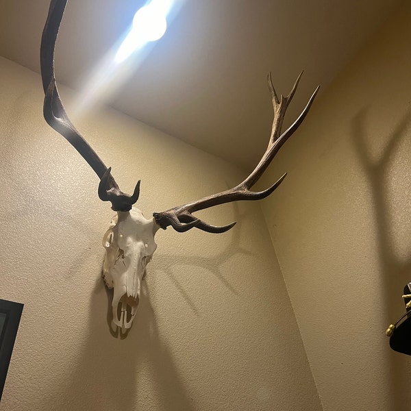 Large European Mount Hanger - Etsy