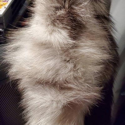 Gray Fox Davy Crockett Style Fur Hat - Etsy