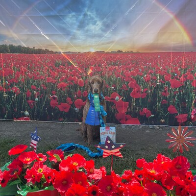 Bold and Bright Ring Lead With Tug Agility Lead-barn Hunt Lead Fyball ...