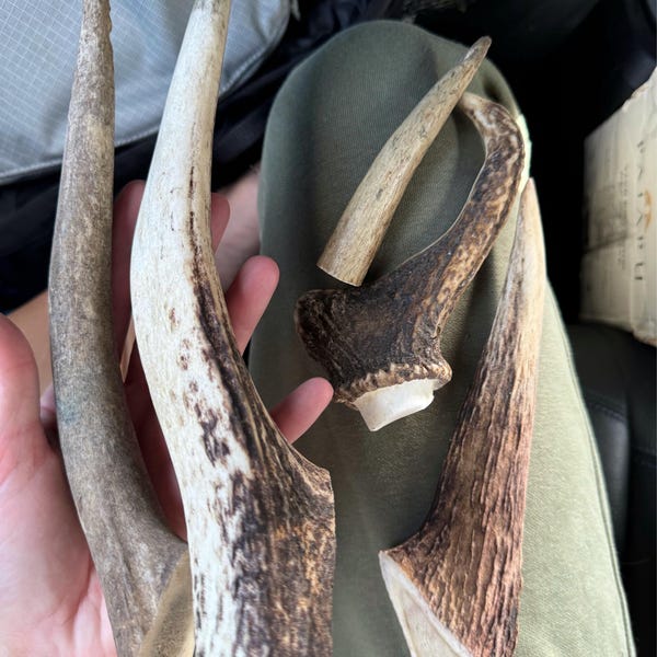 1 Kg / Sizes From 10-50 Cm / 2-20 Pieces / Natural Red Deer Antlers ...