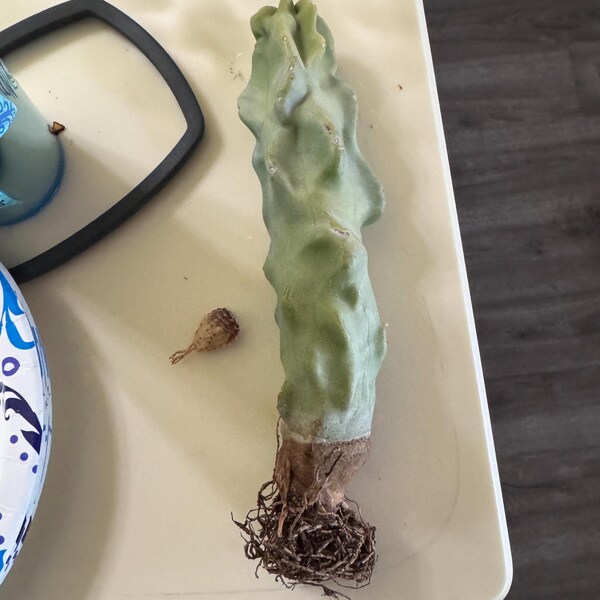 Echinopsis Candicans argentine Giant XXL Live Cactus Plant Rooted ...