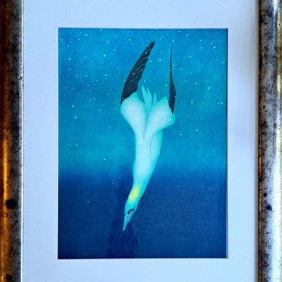 The Diving Gannet Fine Art Print Extra Heavyweight Matte A3 Seabird ...