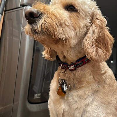 1 Inch Wide Dog Collar With Adjustable Buckle or Martingale in - Etsy
