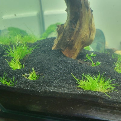 Eleocharis Vivipara Giant Hair Grass Freshwater Live Aquarium Plants ...
