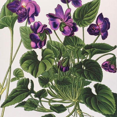 Violet Flower Art Print, Sweet Violet Botanical Art Print, Wall Art ...