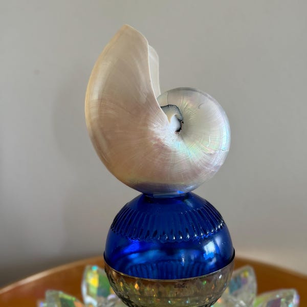 25 to 500 Limpet Shells Seashells Aqua Blue Teal Green Limpet Small ...