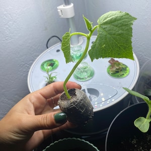 Premium Swamp Rose Mallow Flower Seeds Gorgeous Stunning Grown in USA ...