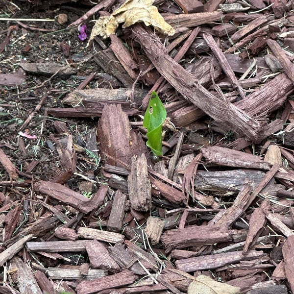 12 Lily of the Valley Root Systems, Fragrant Bell Shaped Flowers - Etsy