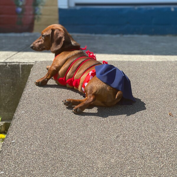 DOG BIKINI, Dog Red N Blue Bikini, Dog Swim Wear, Summer Beach Clothes ...