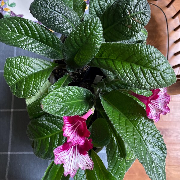DEM Chernyi Lebed Black Swan Streptocarpus Cape Primrose 2.5 Pot ...