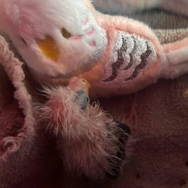 Stag Beetle Bug Rainbow Plush Keychain Charm | Version 1 | NEW Colors ...