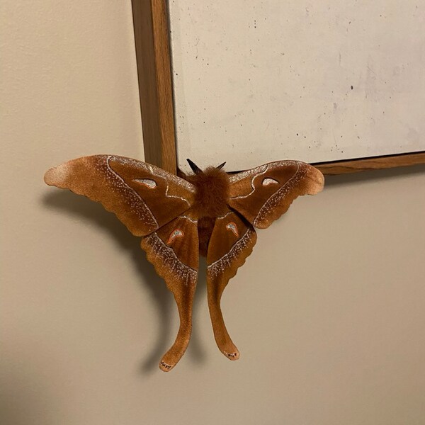 Hercules Moth , Needle Felted, Moth Figurine, Decoration, Handmade ...